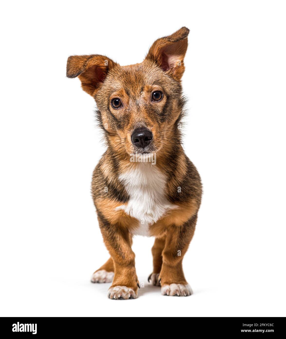 isolated Crossbreed dog standing in front and looking at the camera ...