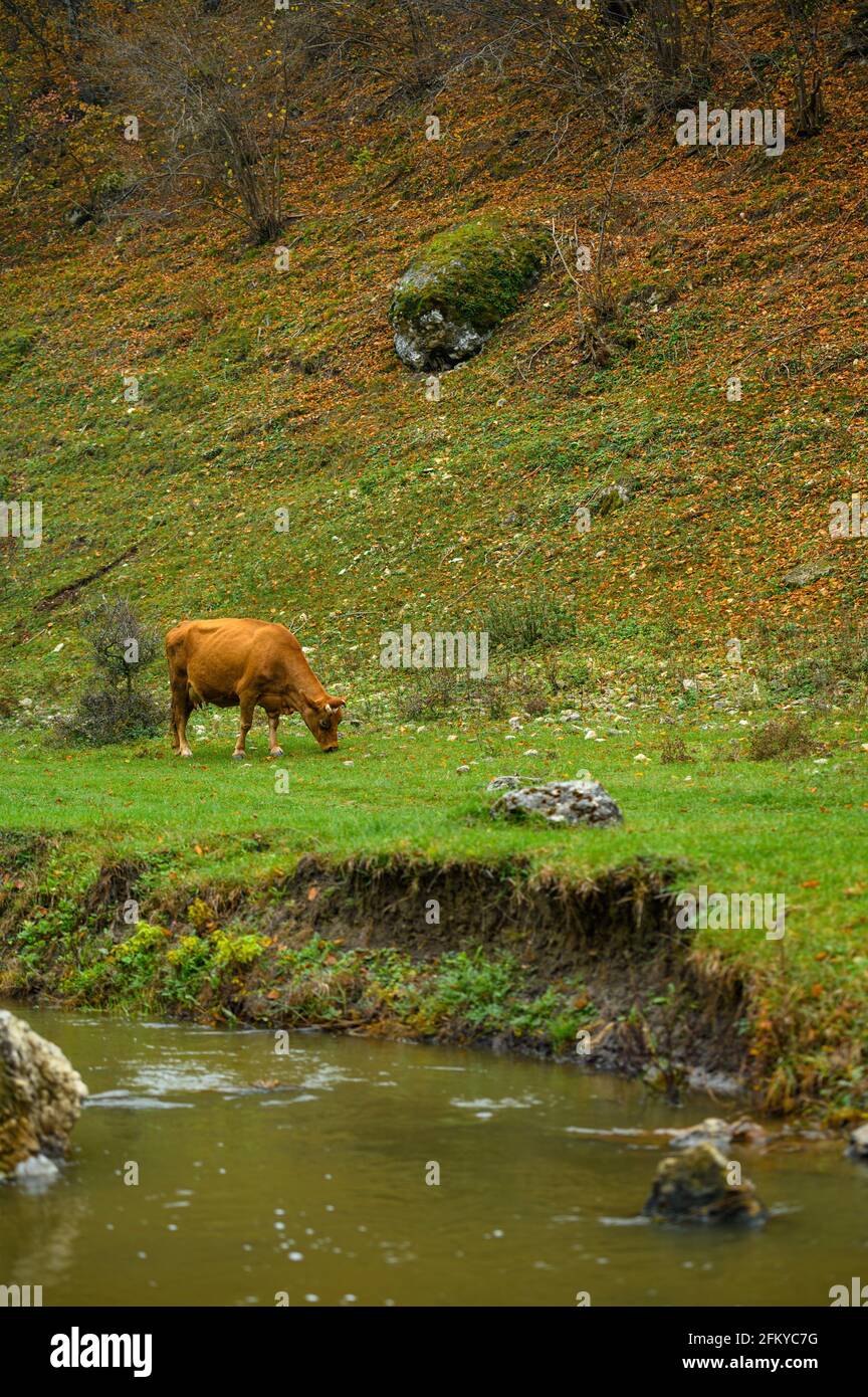 autumn landscape, red cow graze in the forest Stock Photo - Alamy