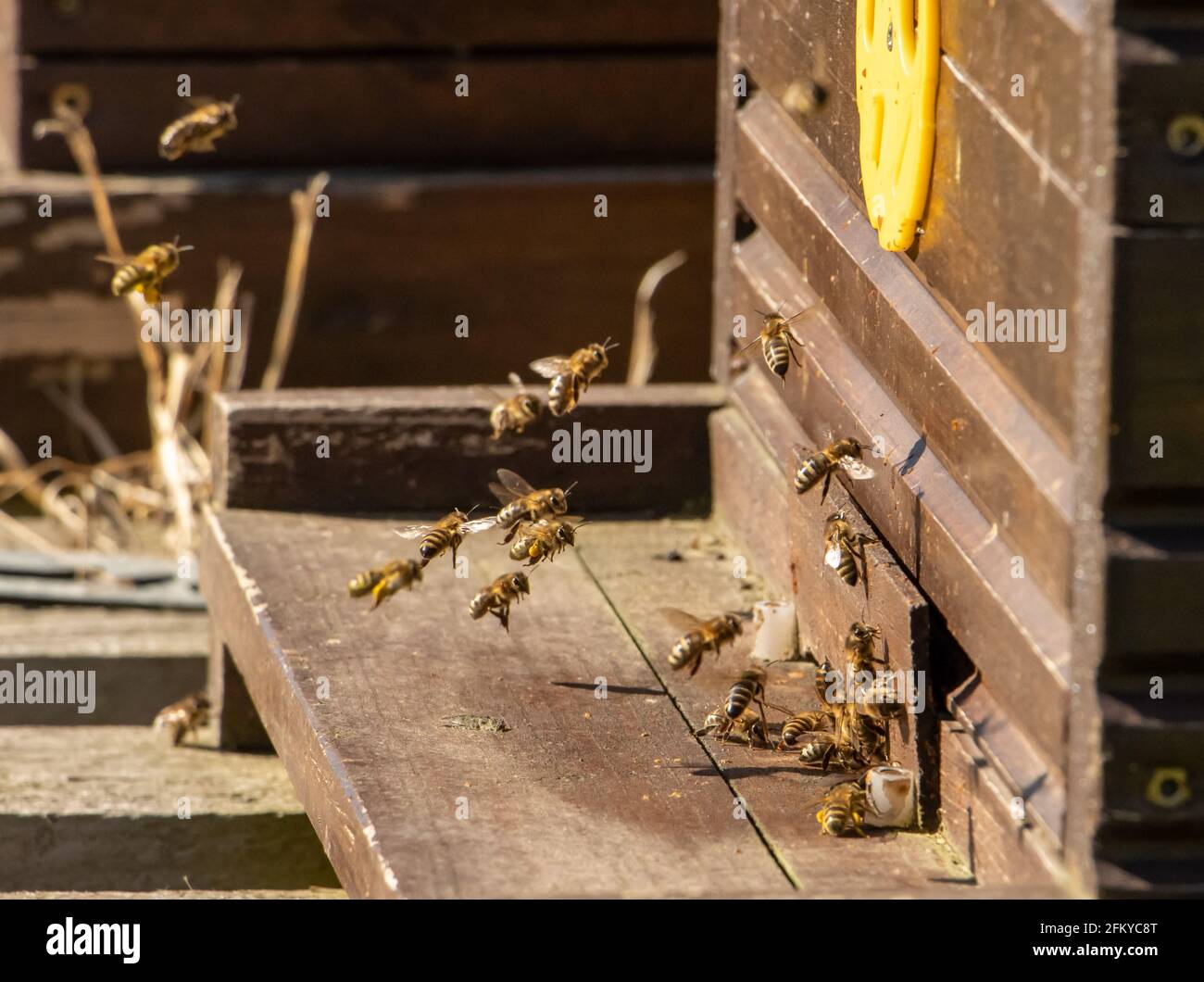 Bees fly to beehive, close up. Honey Bees at the entrance to the apiary ...