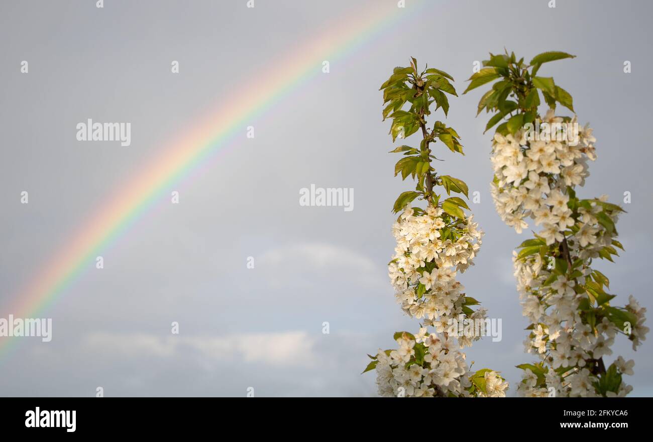 Cherry bloosom tree hi-res stock photography and images - Alamy