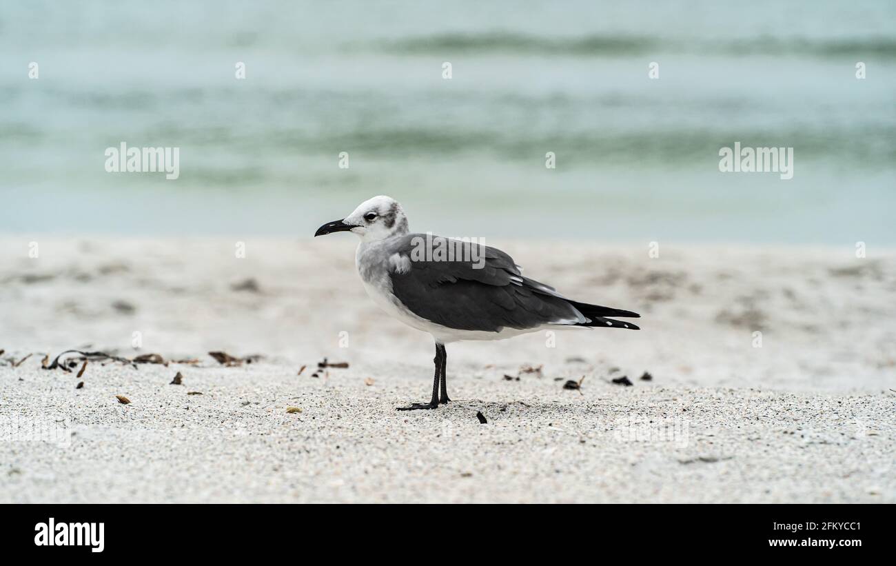 Laughing Gull standing on top of a sandy beach close up along shore ...