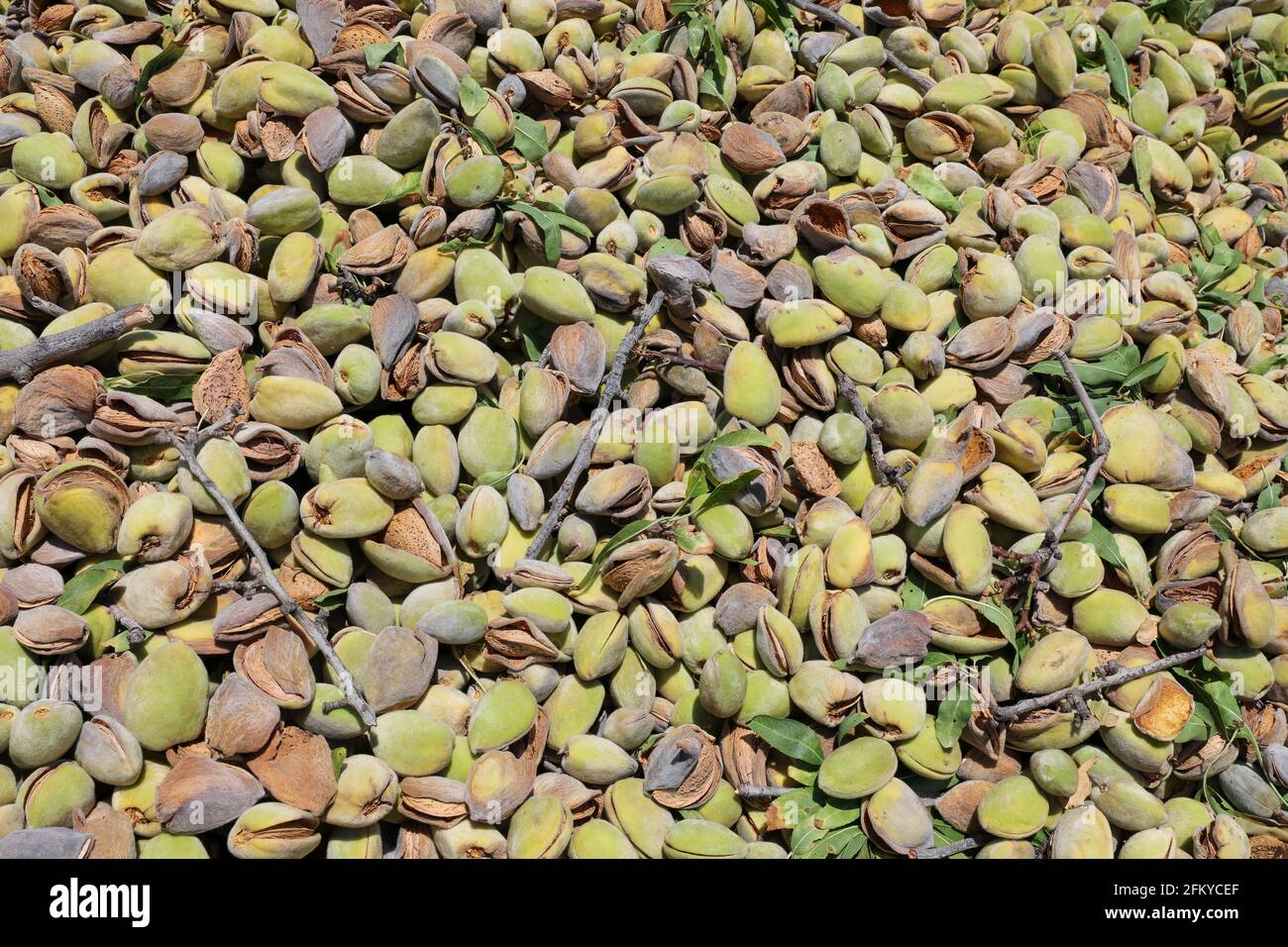 Ripe almonds nuts as background. Mature open almond nut Stock Photo - Alamy