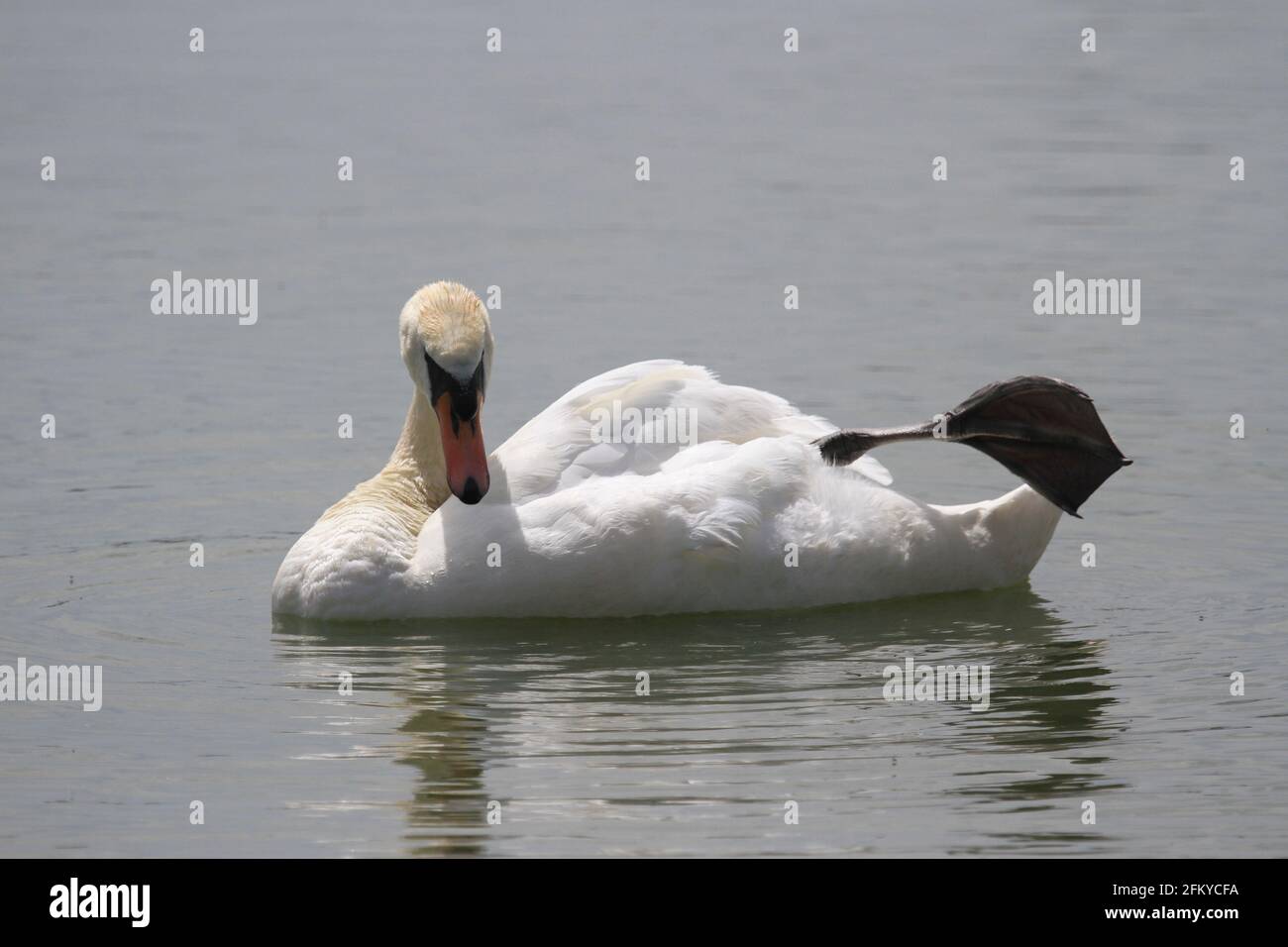 Mute swan at Idle Valley Nature Reserve, Retford, Nottinghamshire, UK ...