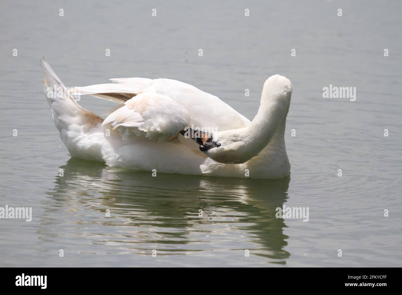 Mute swan at Idle Valley Nature Reserve, Retford, Nottinghamshire, UK ...