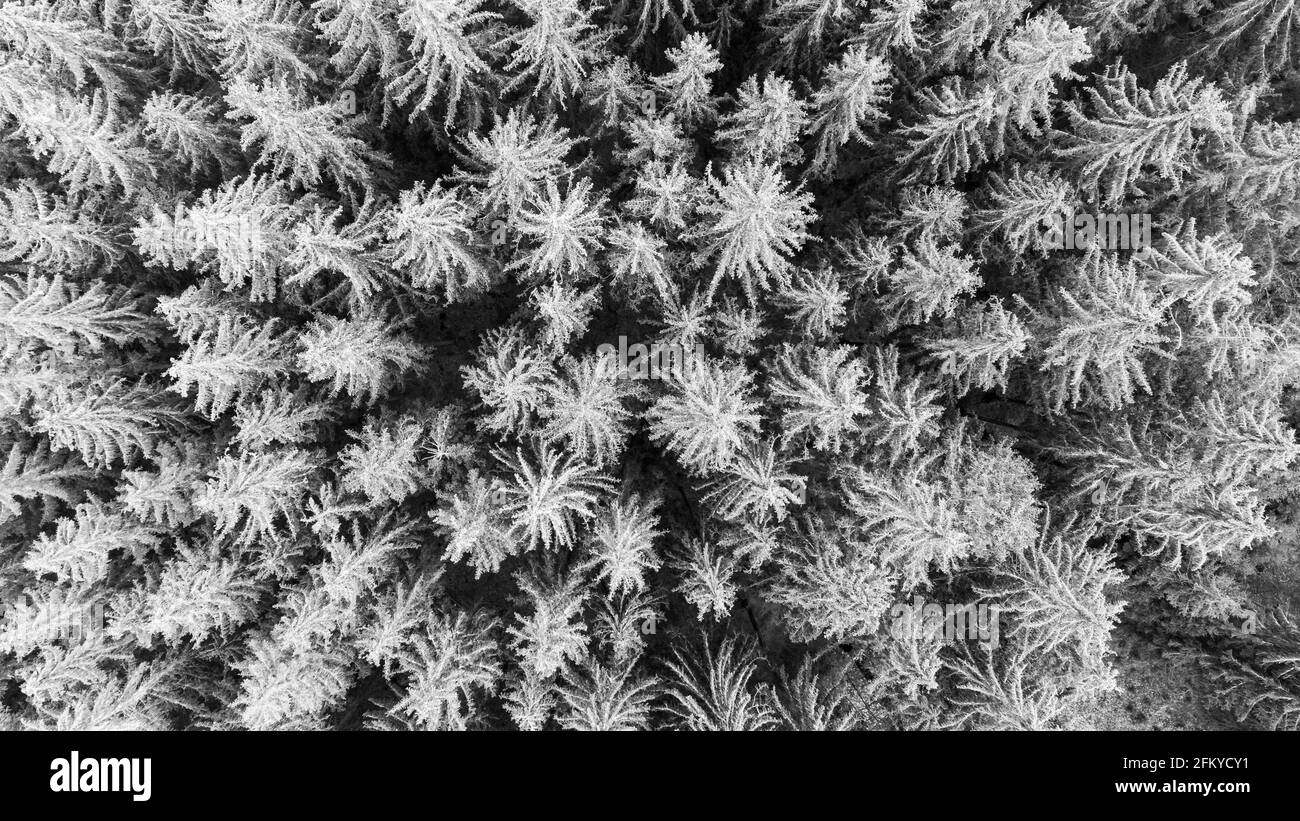 Forest of coniferous trees from above Stock Photo - Alamy