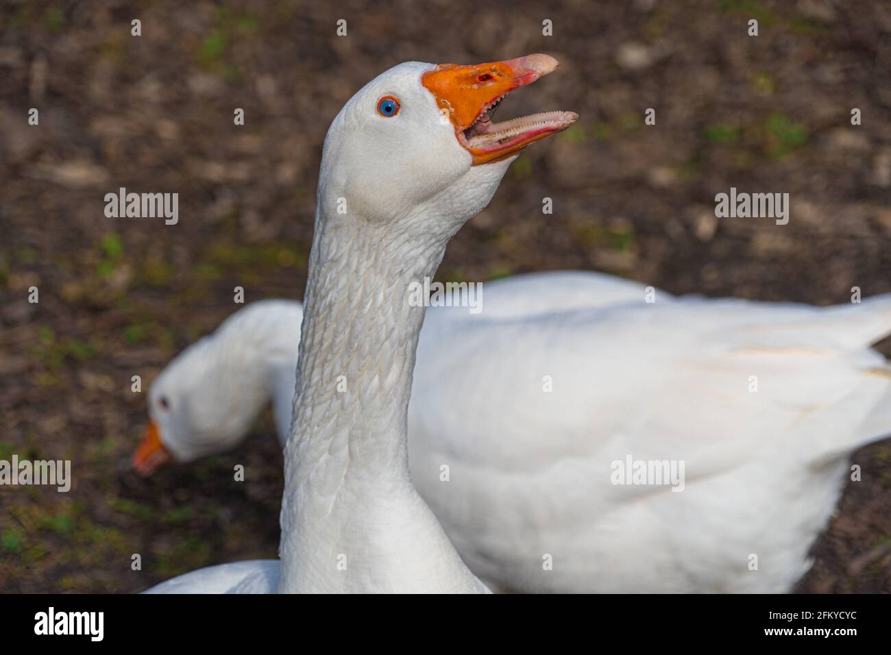 White Goose Teeth