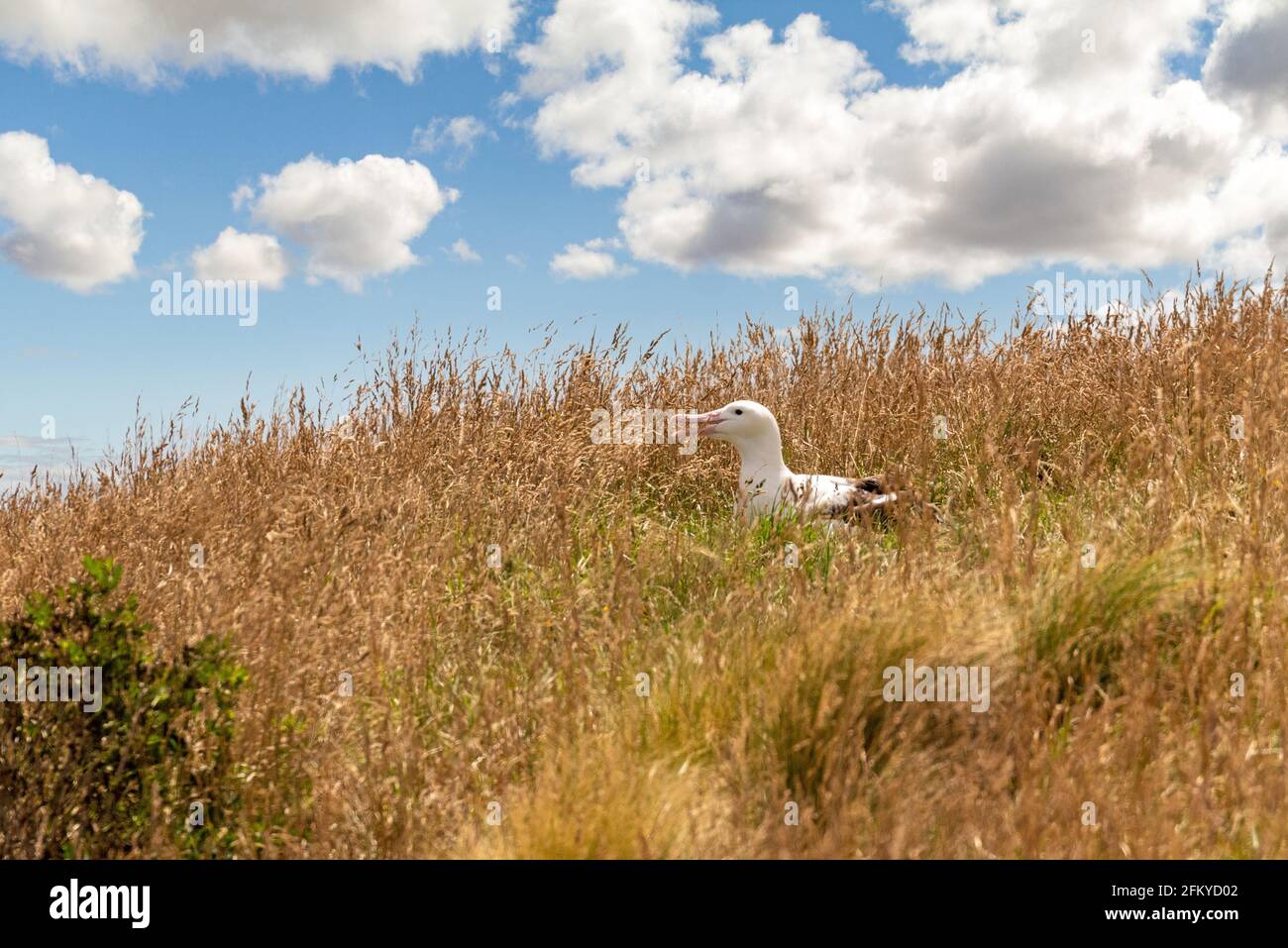 Albatros breeding at the Royal Albatros Centre, Owaka Peninsula, South ...