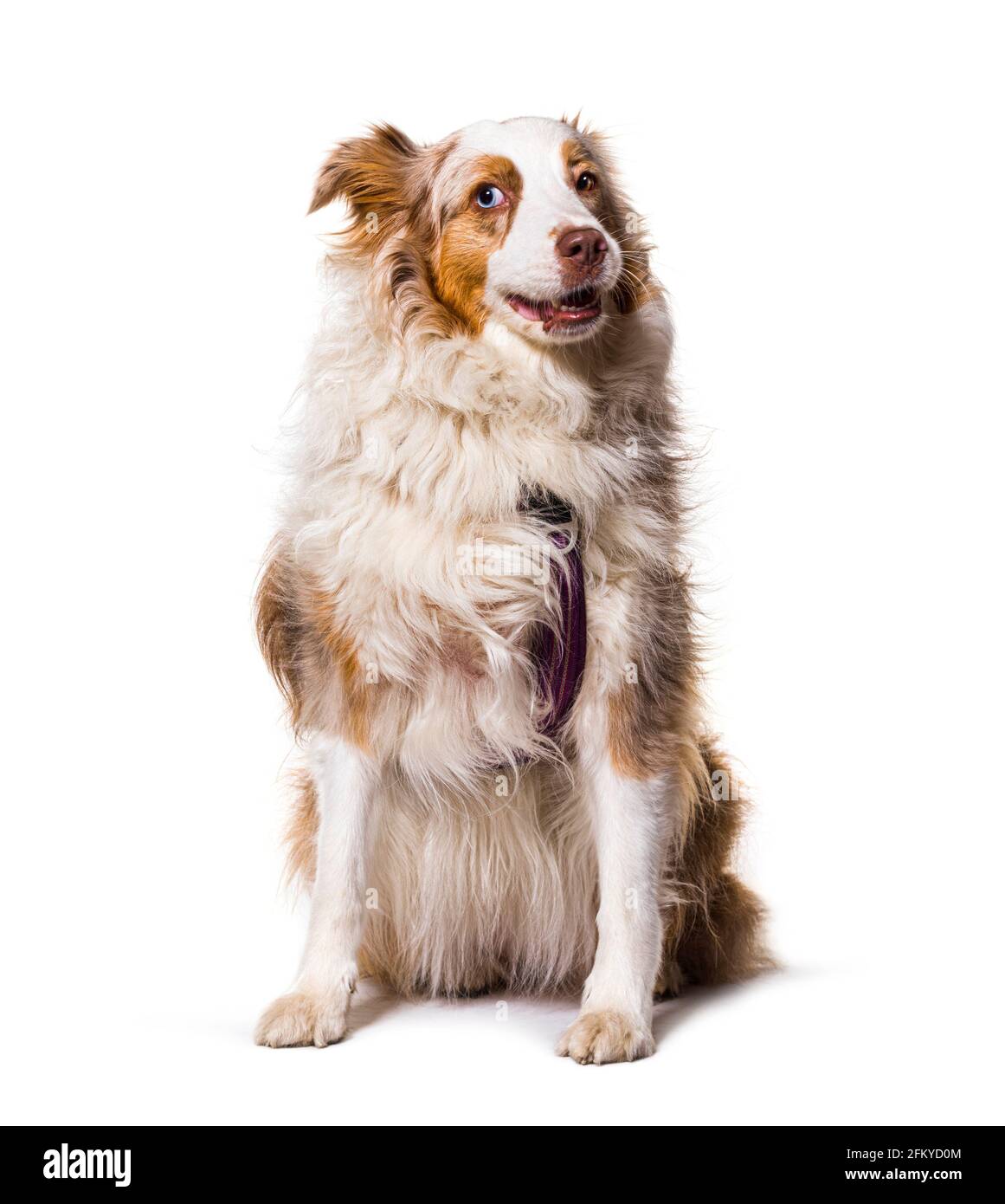 odd-eyed Expressive australian shepherd dog red merle, isolated Stock ...