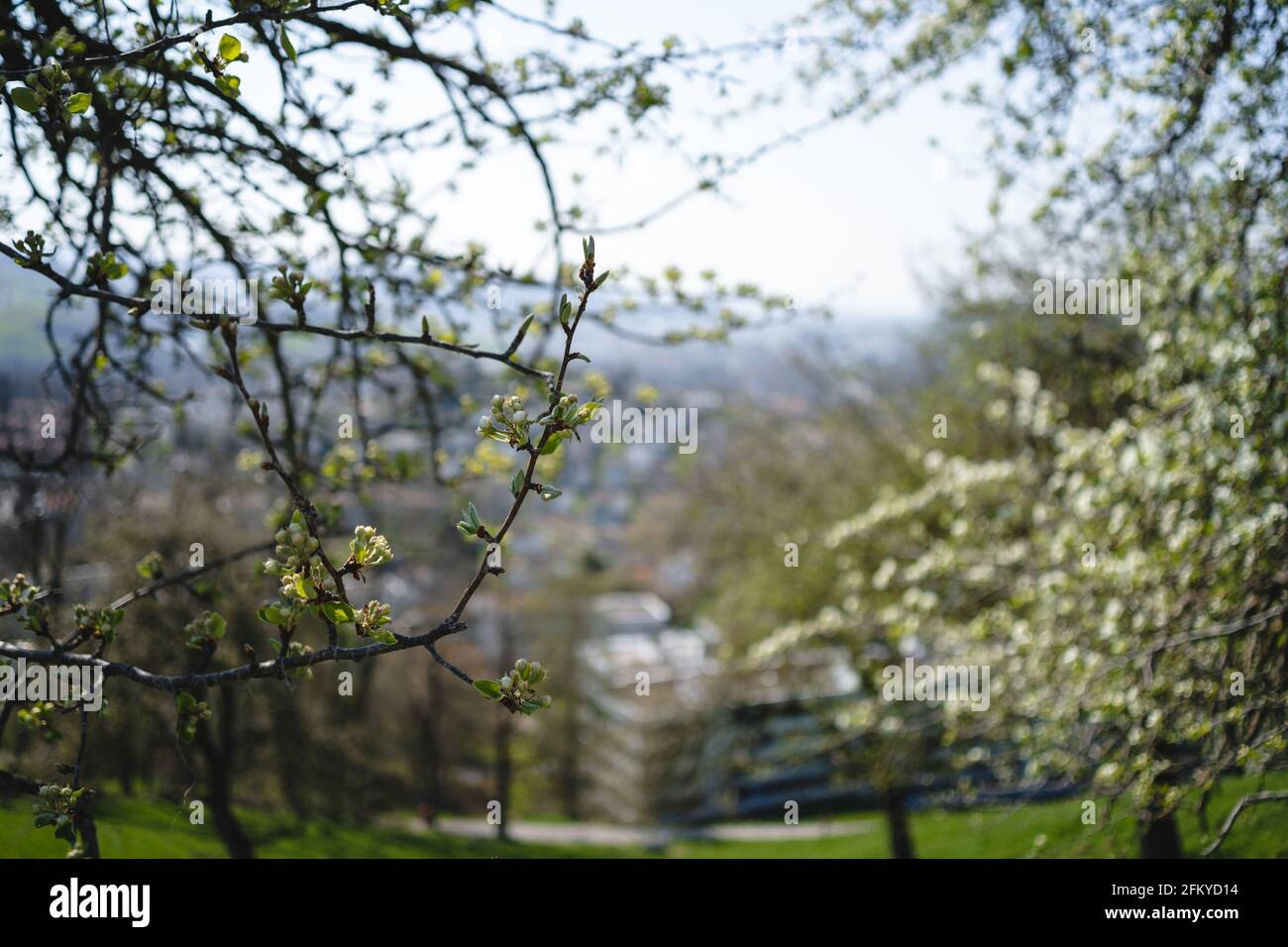 Pear trees farmhouse in spring hi-res stock photography and images - Alamy