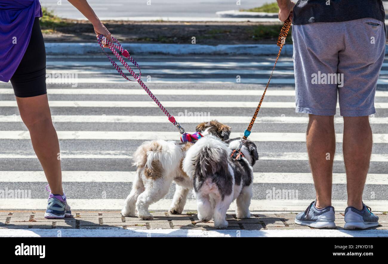 Shot of two dogs waiting in front of zebra to cross the street Stock ...