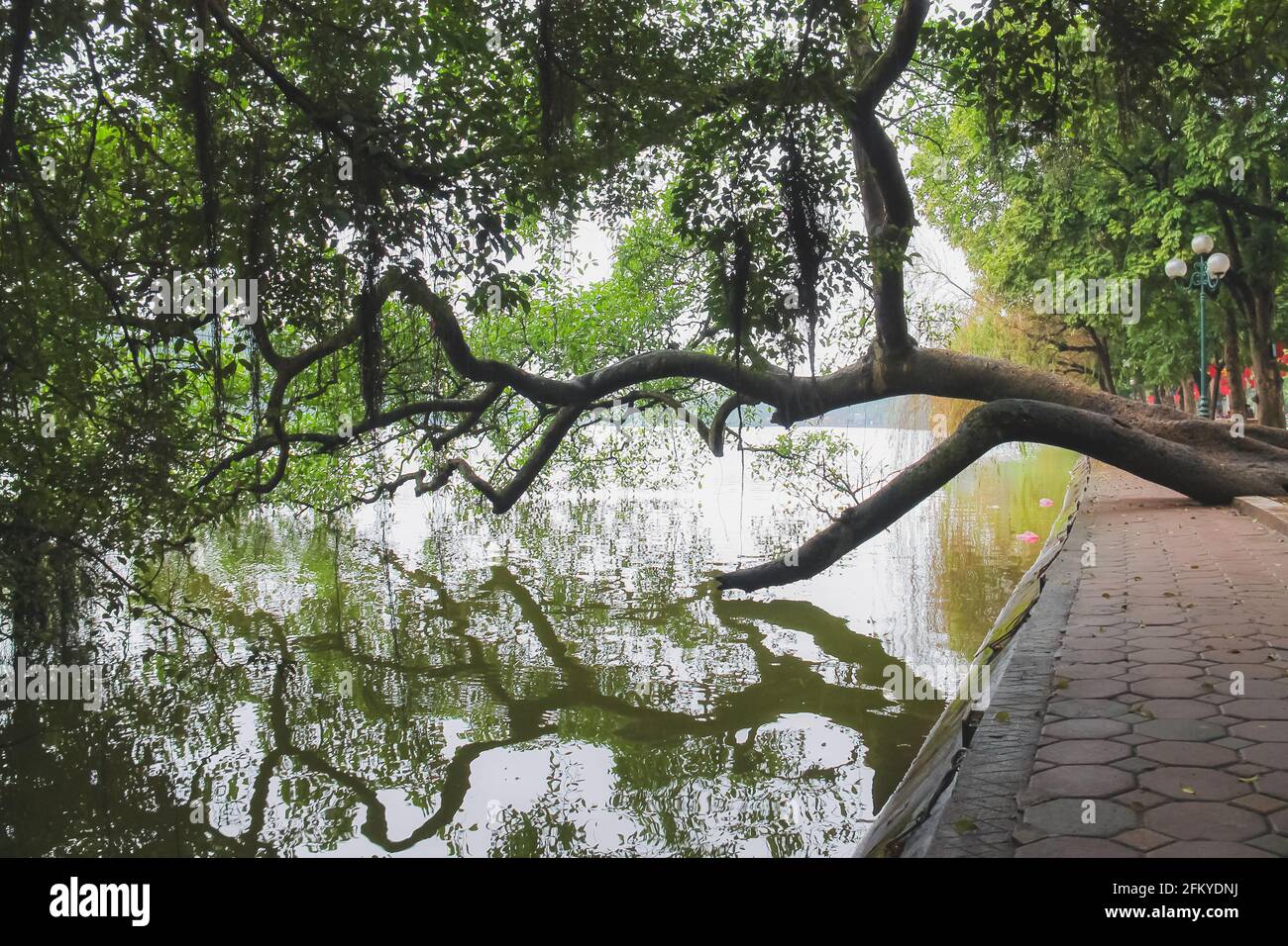 Bending tree hi-res stock photography and images - Alamy