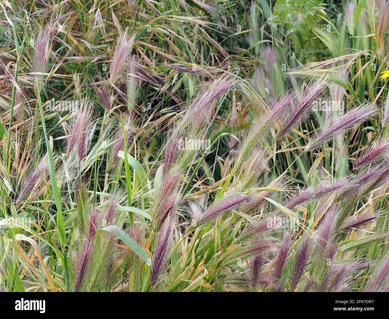 Grass and low vegetation gently blowing in the wind on a mountain in ...