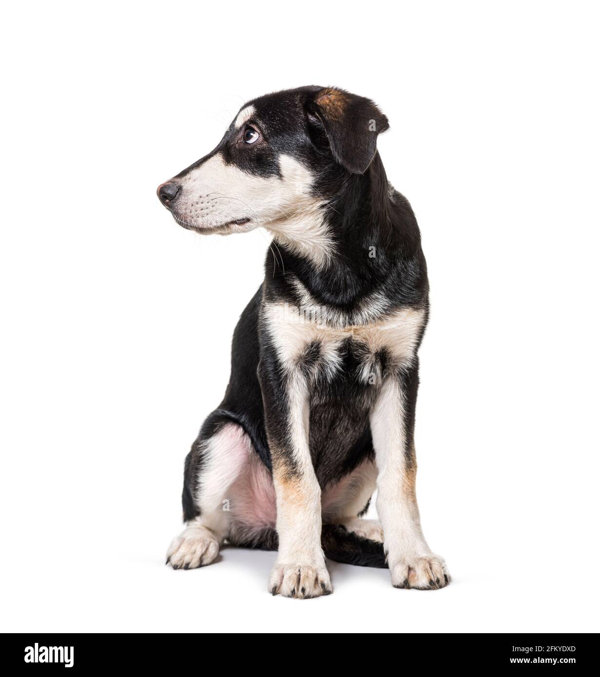 Worried dog hi-res stock photography and images - Alamy