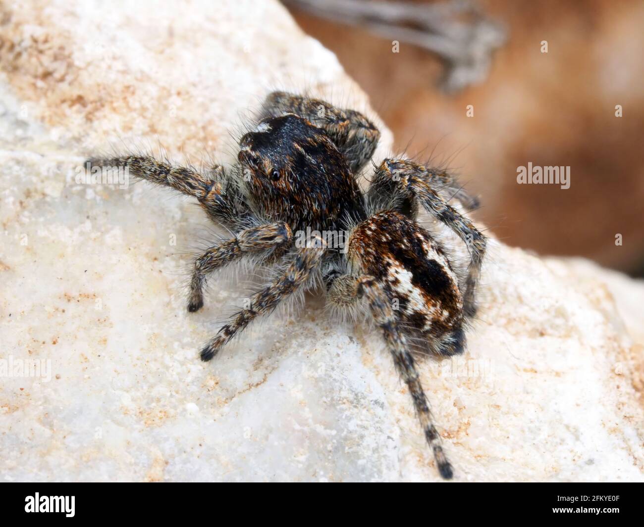 Spring spider hi-res stock photography and images - Alamy
