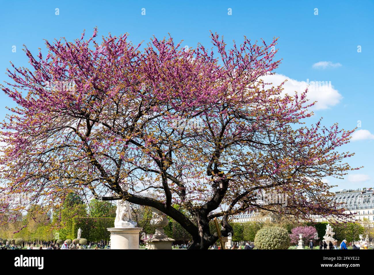 Blooming Judas tree in the Tuileries Garden - Paris, France Stock Photo ...