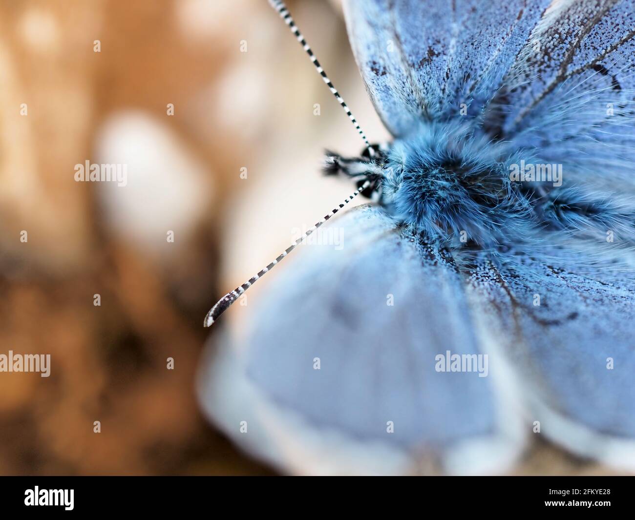 Butterflies of greece hi-res stock photography and images - Alamy