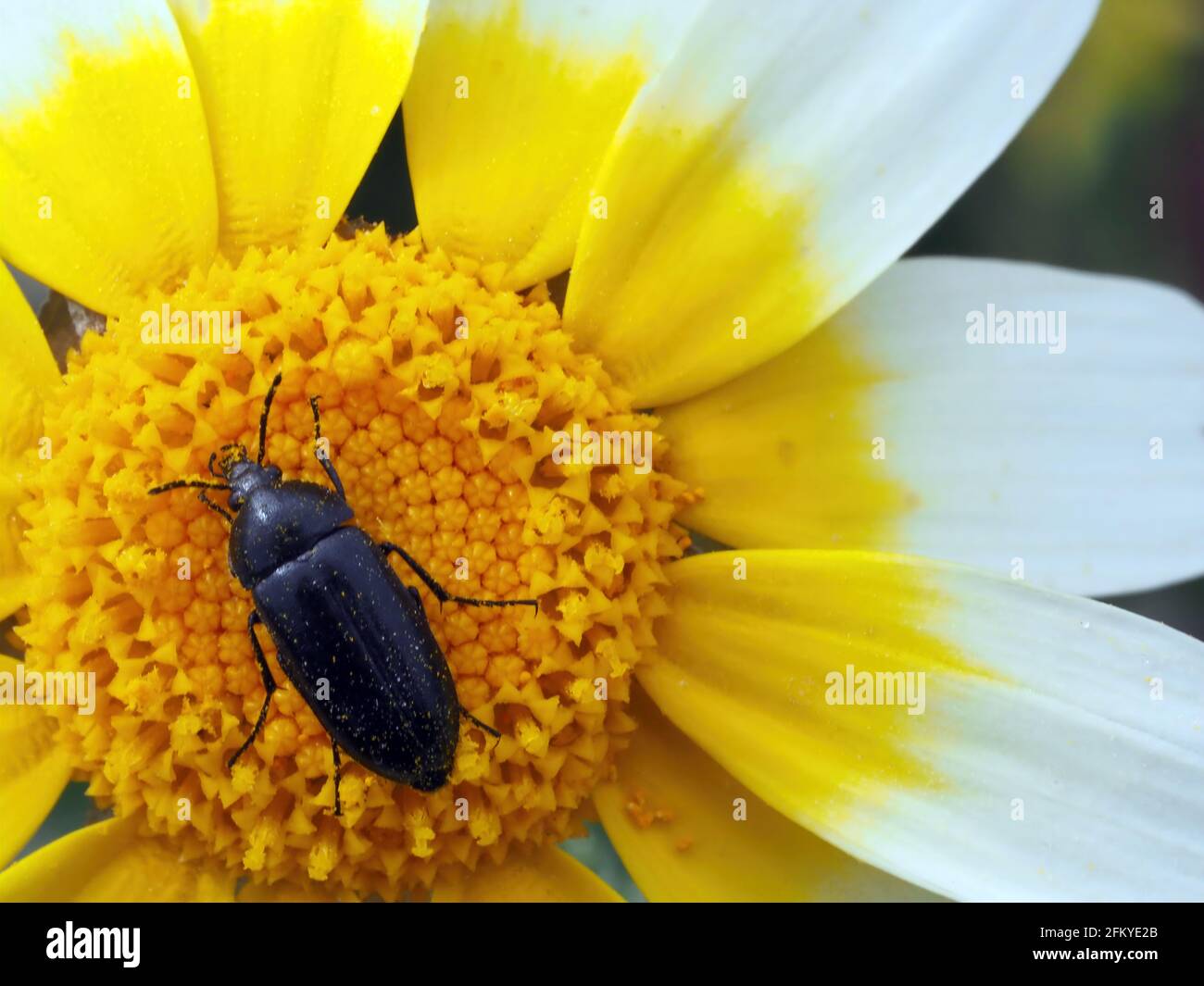 Beetles and noe hi-res stock photography and images - Alamy