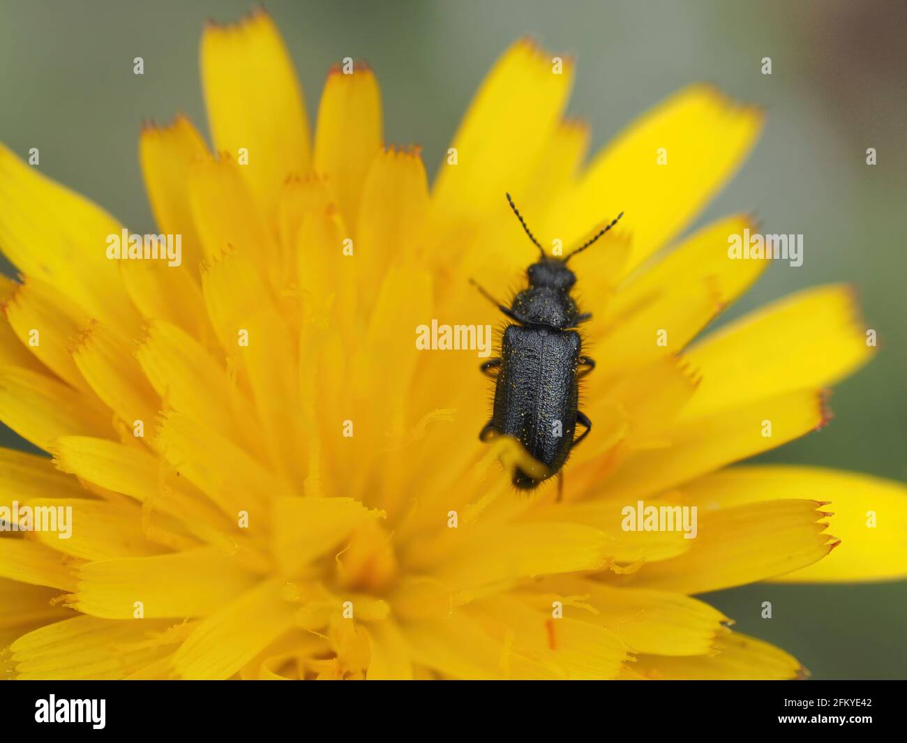 Wildflower yellow flower greece hi-res stock photography and images - Alamy