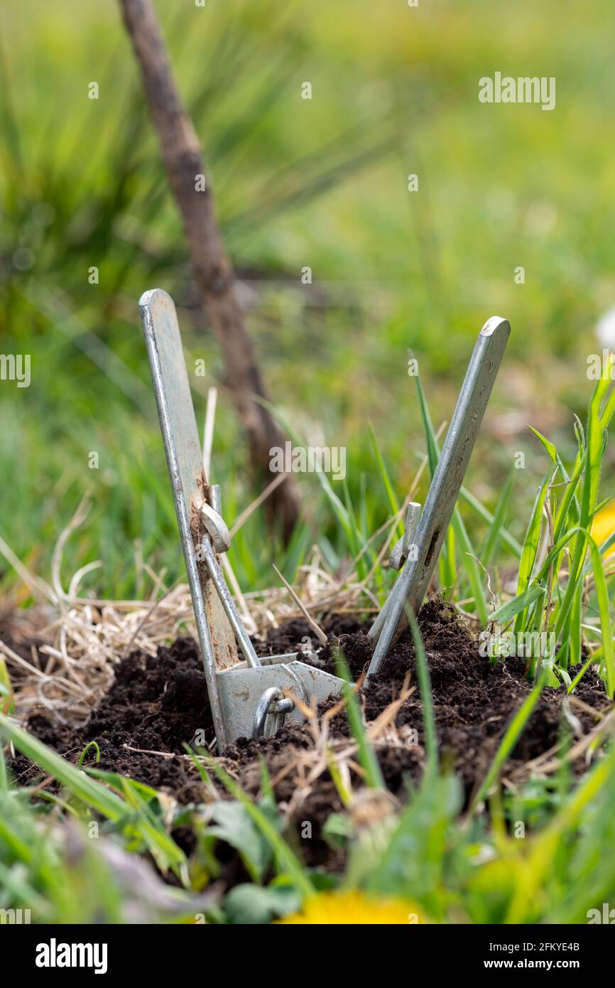 Close up of a mole claw trap in the ground Stock Photo - Alamy