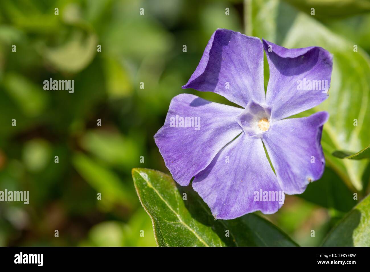 Close up of a greater periwinkle (vinca major) flower in bloom Stock ...