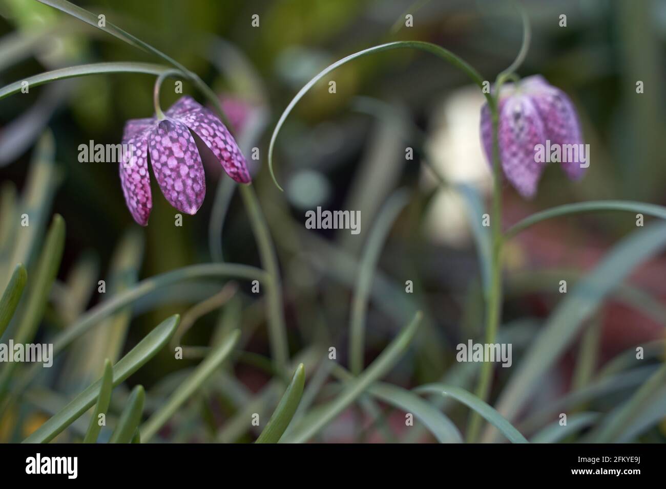 Spring flowers with leaves Stock Photo - Alamy
