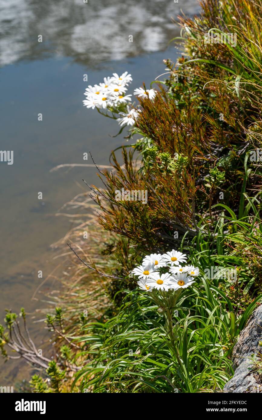 New zealand alpine plant hi-res stock photography and images - Alamy