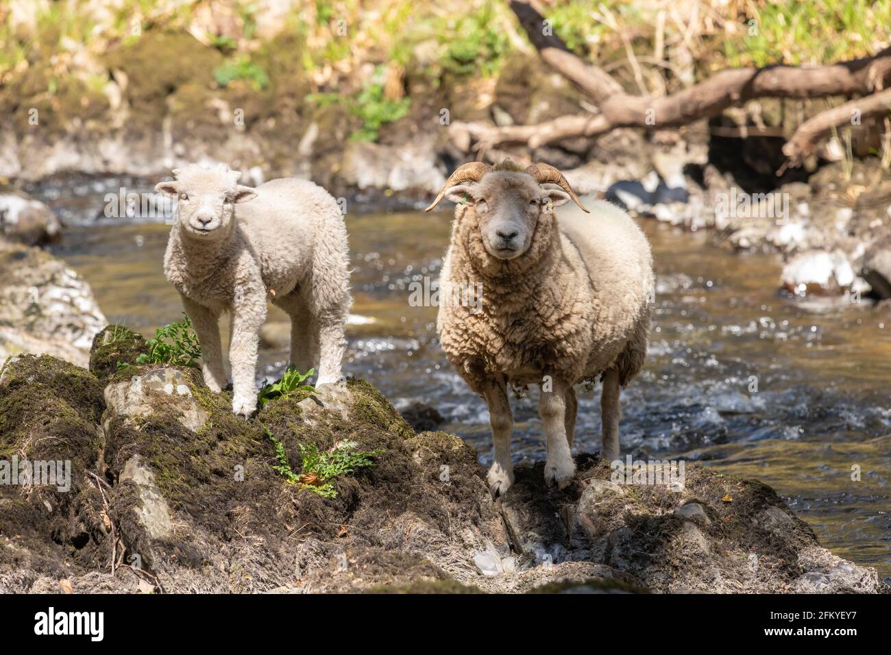 River ewe spring hi-res stock photography and images - Alamy