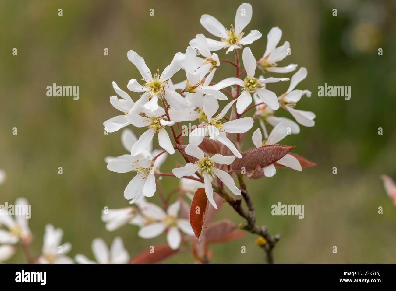 Close up of smooth serviceberry (amelanchier laevis) flowers in bloom ...