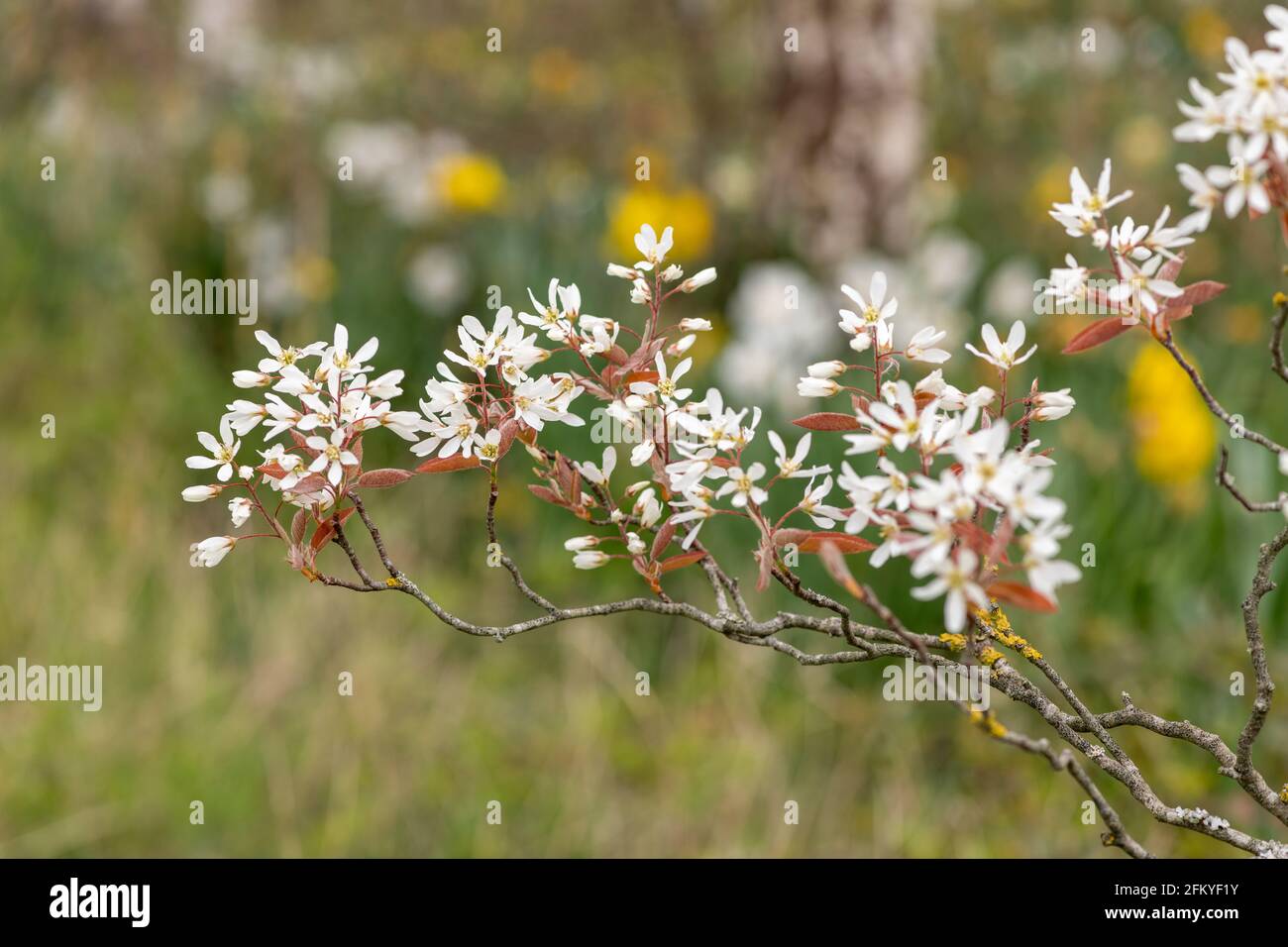 Allegheny serviceberry amelanchier laevis hi-res stock photography and ...