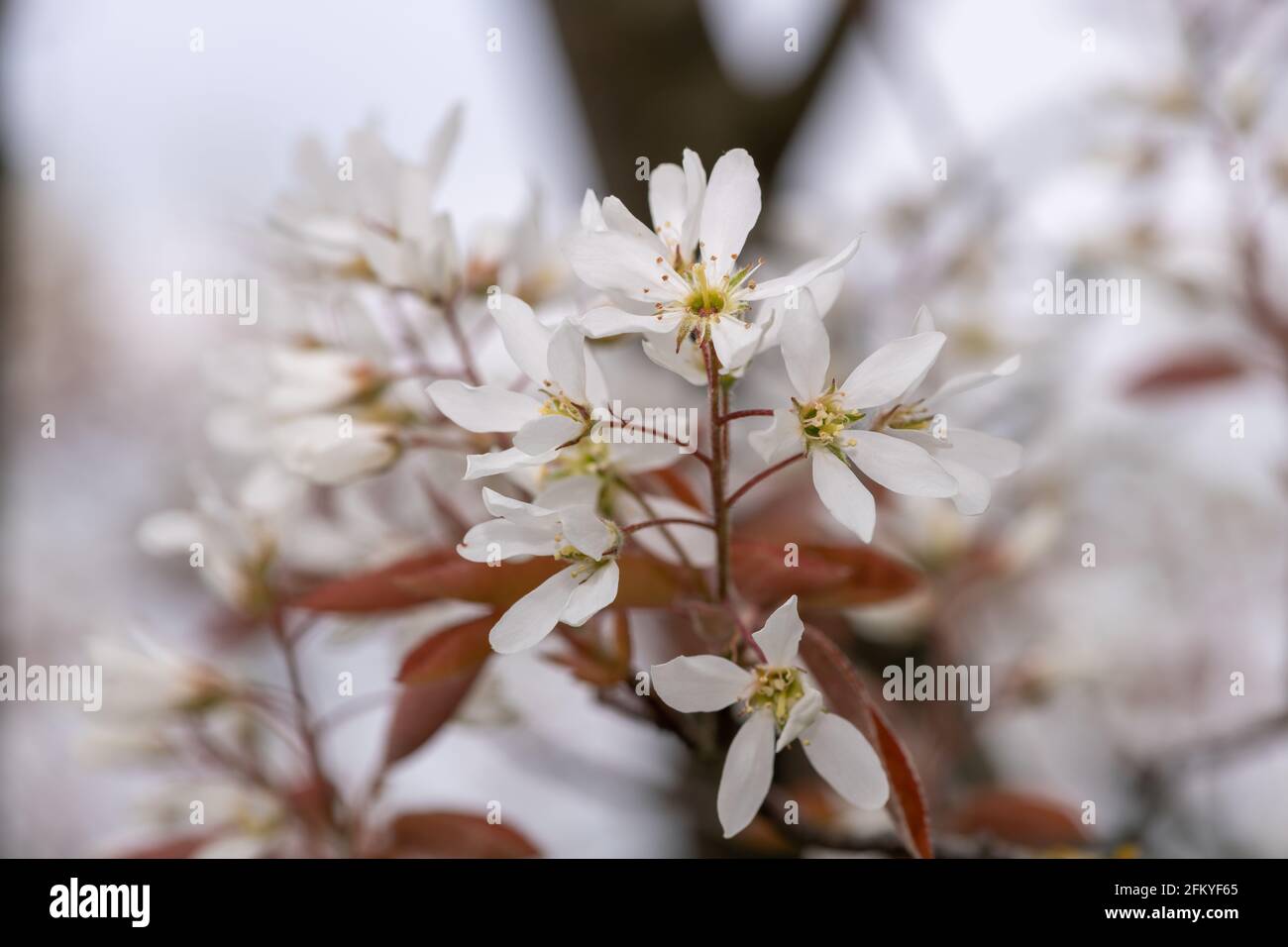 Allegheny serviceberry amelanchier laevis hi-res stock photography and ...