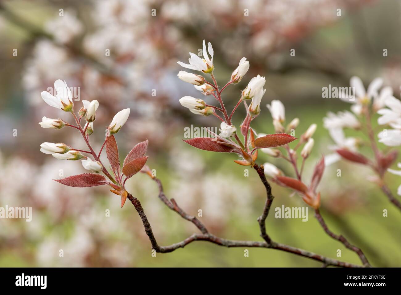 Close up of smooth serviceberry (amelanchier laevis) flowers in bloom ...