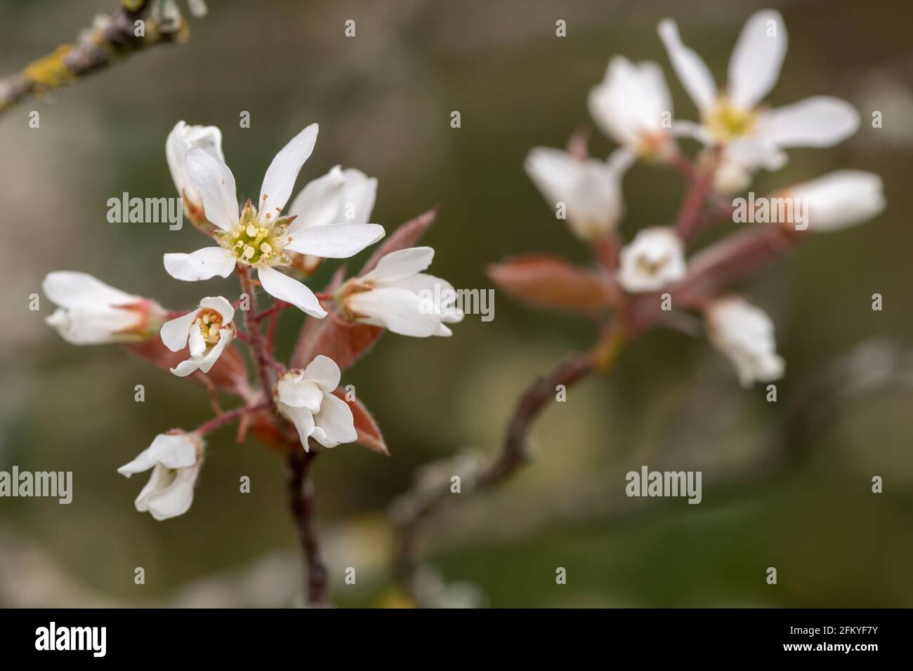 Allegheny serviceberry amelanchier laevis hi-res stock photography and ...