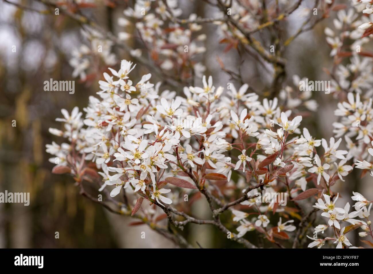 Allegheny serviceberry amelanchier laevis hi-res stock photography and ...