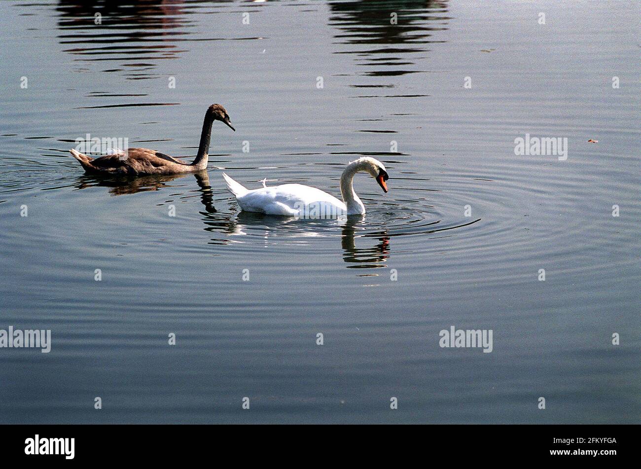 SWANS ON CANADA WATER. DEVELOPERS PROPOSE BUILDING TOWER BLOCKS AND ...