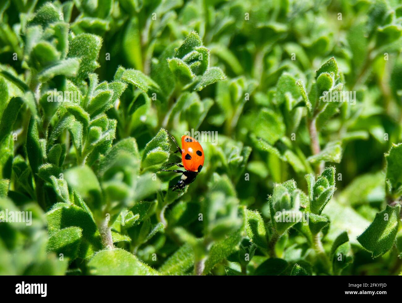 Seven spot ladybird Coccinella septempunctata on green leaves, native ...