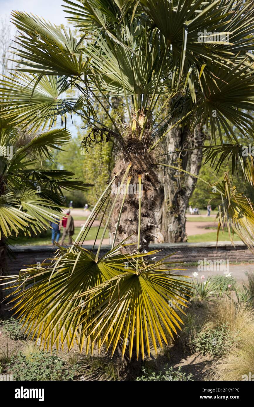 Vertical shot of a palm tree in an urban park Stock Photo - Alamy