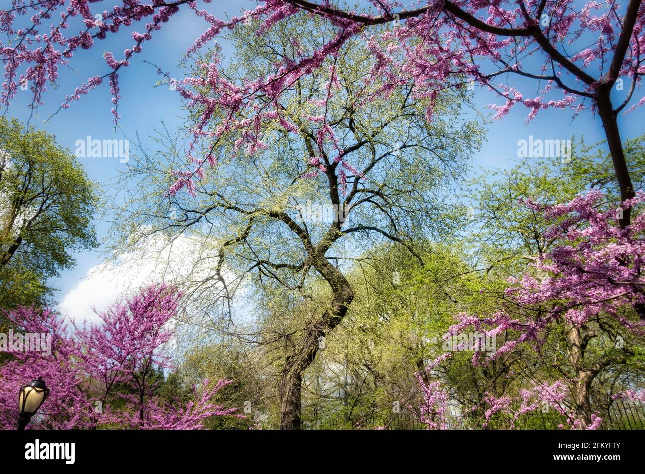 Springtime in Central Park is beautiful, New York City, USA 2021 Stock ...