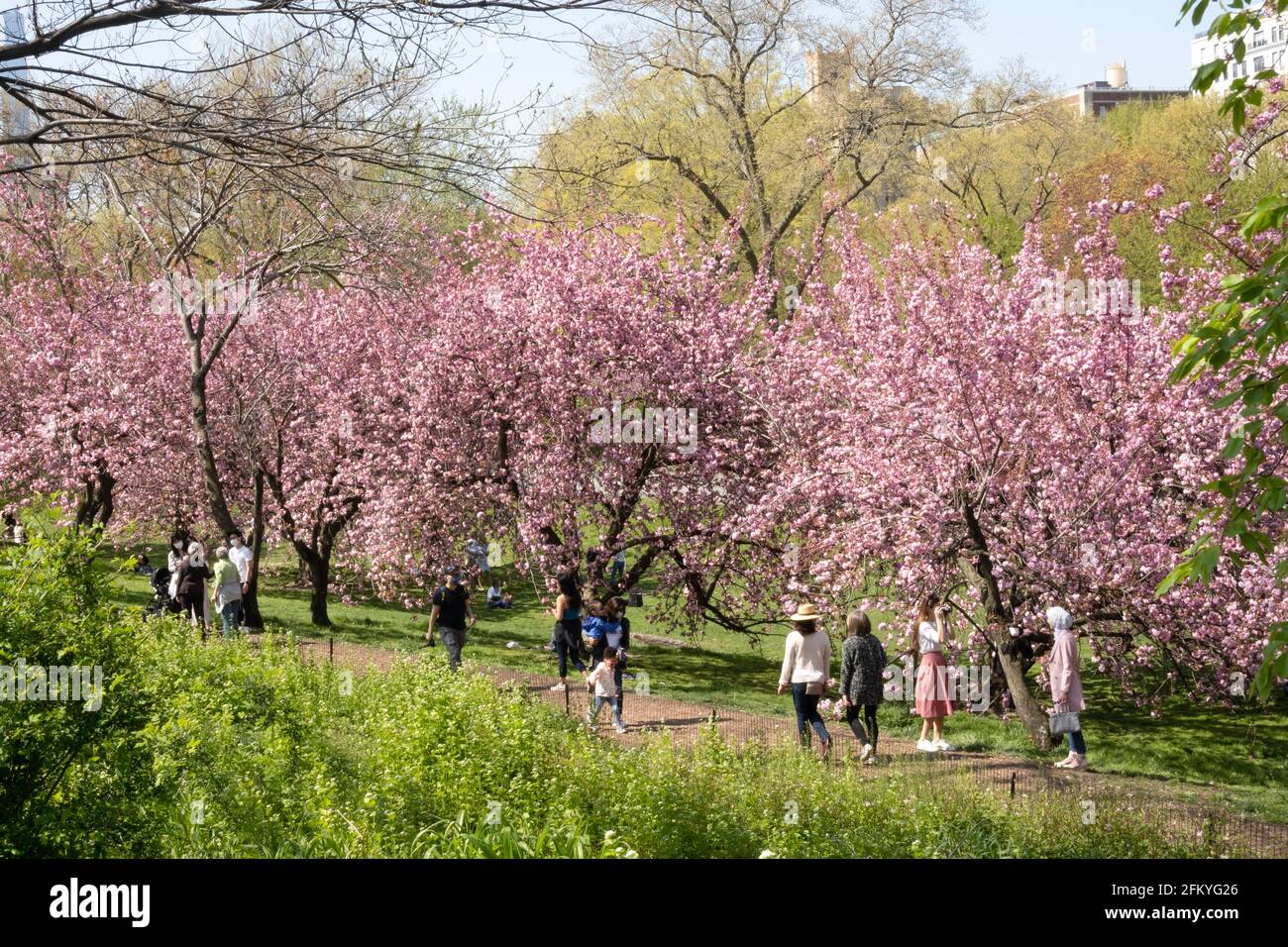 Springtime in Central Park is beautiful, New York City, USA Stock Photo ...