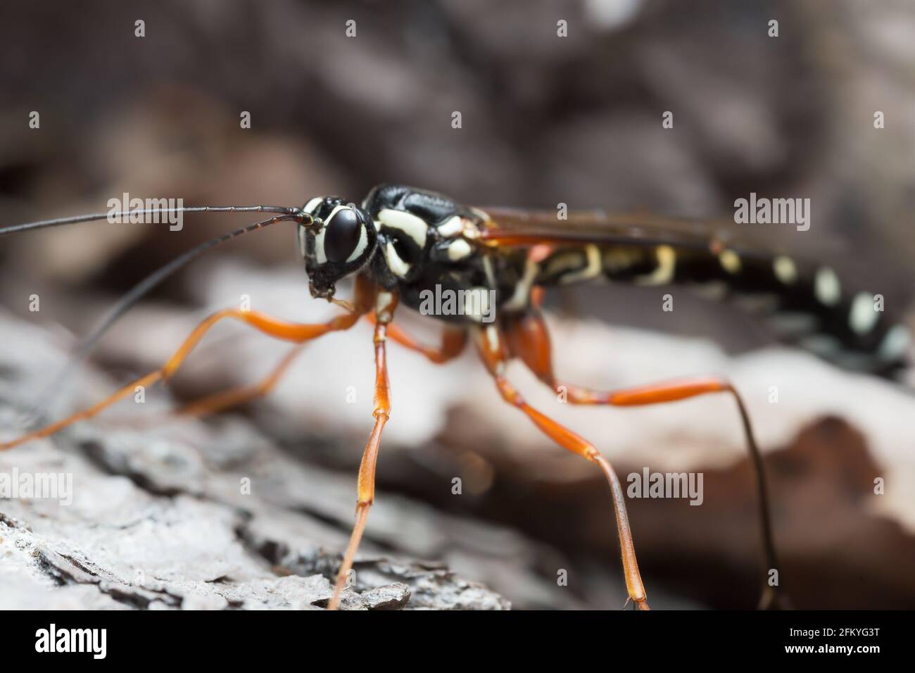 Female ichneumon wasp persuasoria hi-res stock photography and images ...