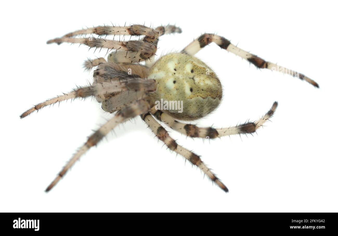 Four-spot orb-weaver, Araneus quadratus isolated on white background ...