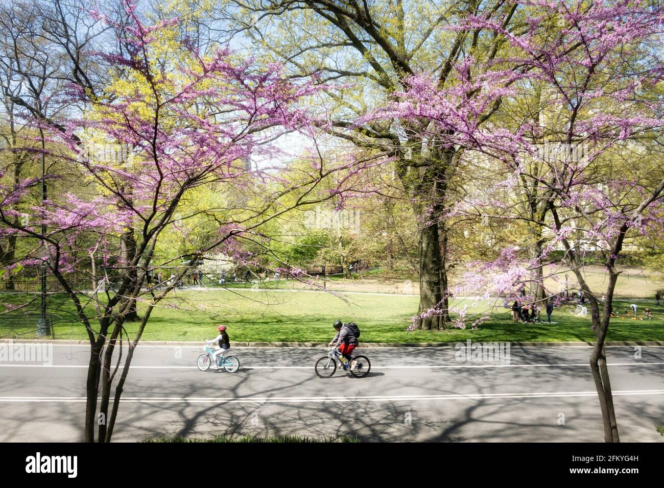 Cherry blossoms beautiful hi-res stock photography and images - Alamy
