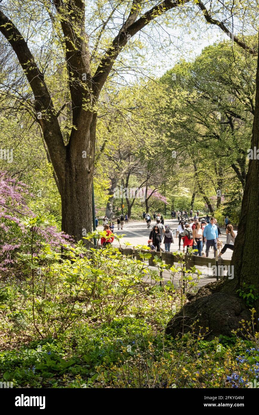 Springtime in Central Park is beautiful, New York City, USA Stock Photo ...