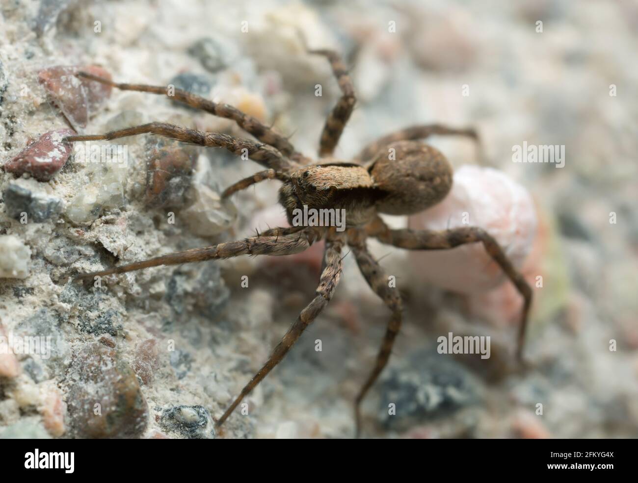 Macro photo of a female wolf spider carrying egg sac Stock Photo - Alamy