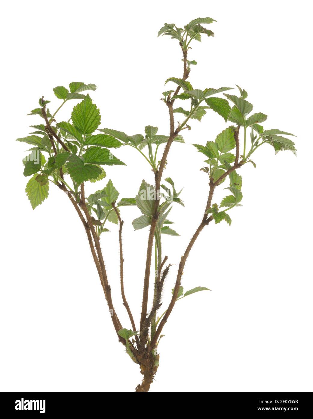 Raspberry bush, isolated on white background Stock Photo - Alamy