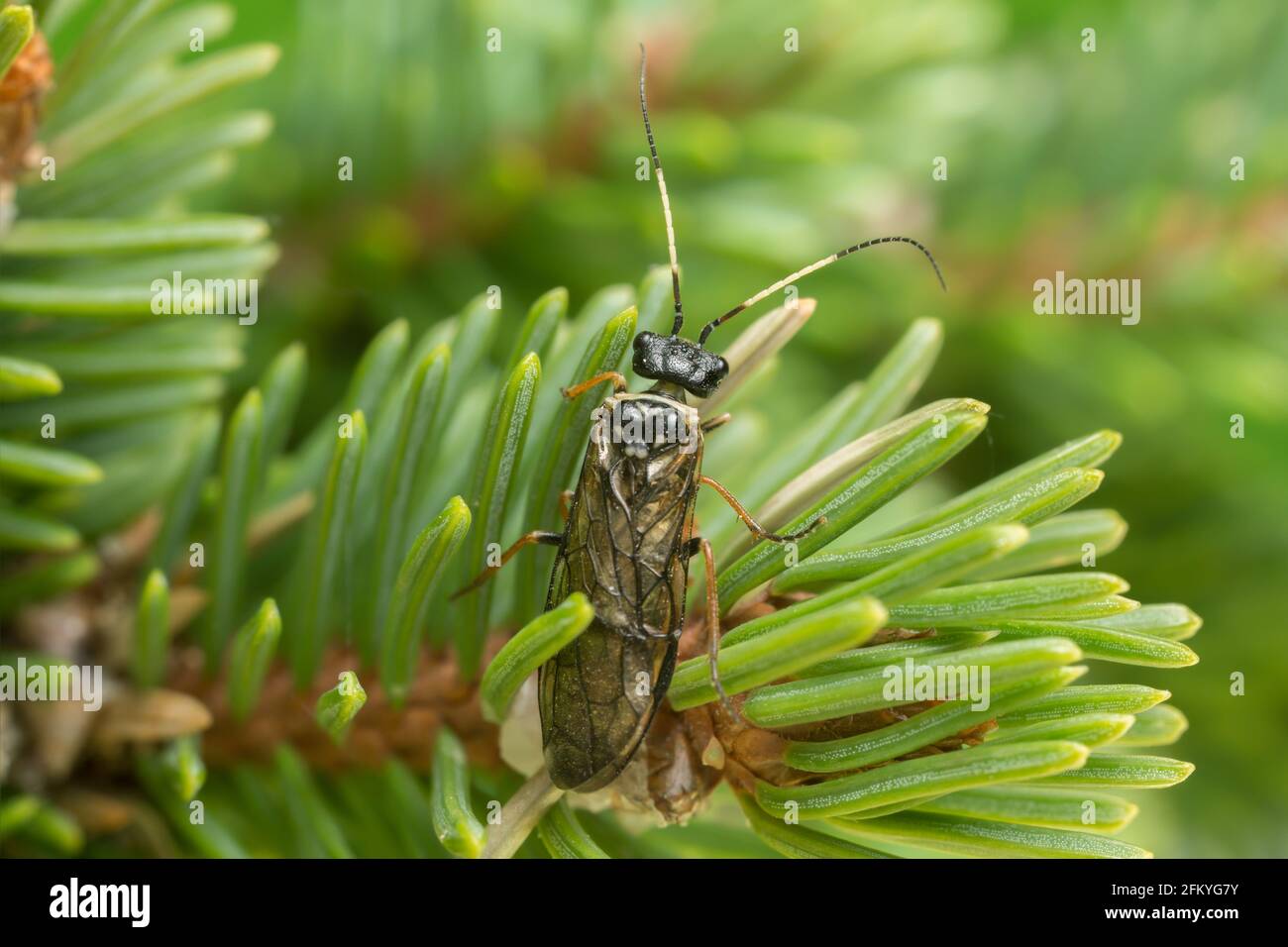 Leaf-rolling sawflie, Pamphiliidae on fir twig Stock Photo - Alamy
