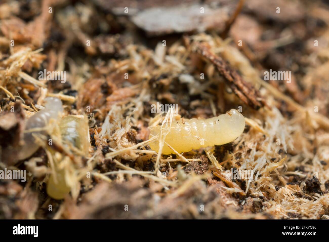 Wood larva hi-res stock photography and images - Alamy