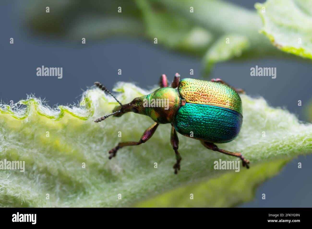 Weevil beetle on a green leaf hi-res stock photography and images - Alamy