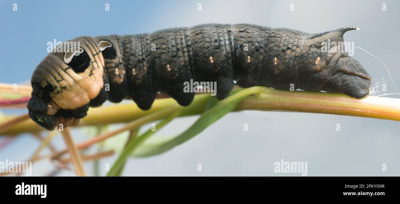 Elephant hawk-moth, Deilephila elpenor larva on fireweed Stock Photo ...