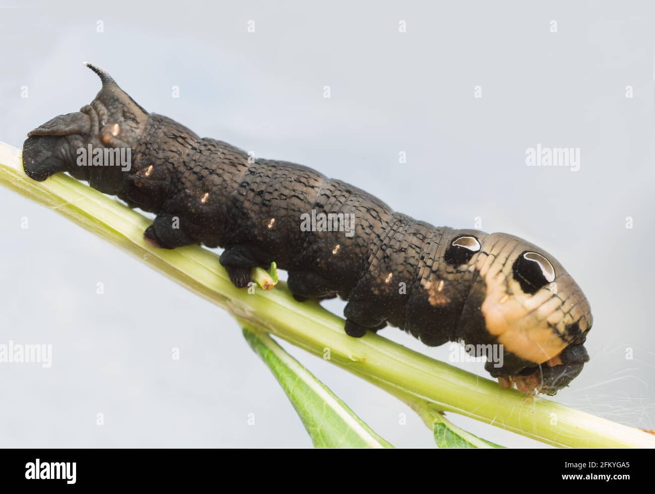 Elephant hawk-moth, Deilephila elpenor larva on fireweed Stock Photo ...