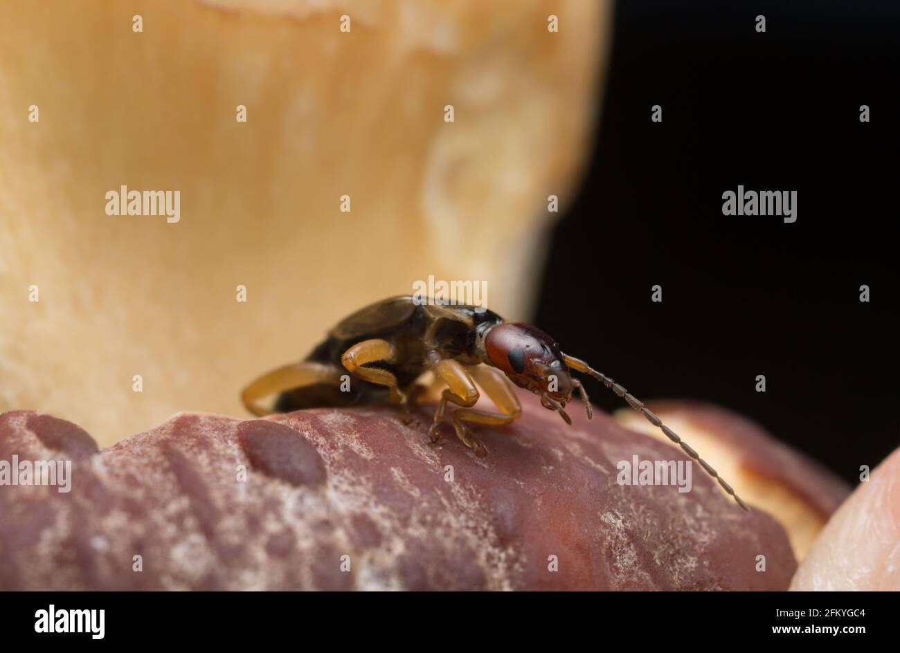 Insect mushroom hi-res stock photography and images - Alamy